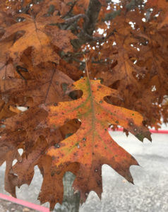 Thieves’ Stew – the recipe | Thieves' Stew