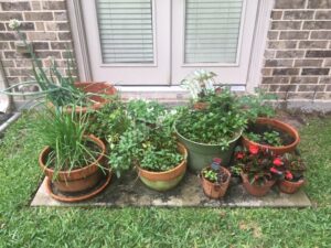 Thieves’ Stew – the recipe | Thieves' Stew